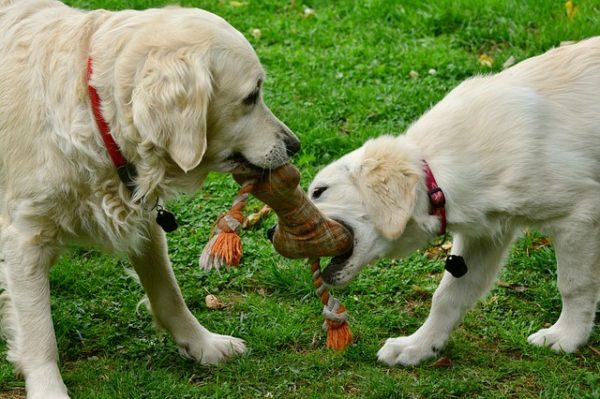 What to do When Your Dog is Possessive - My Pet Pail