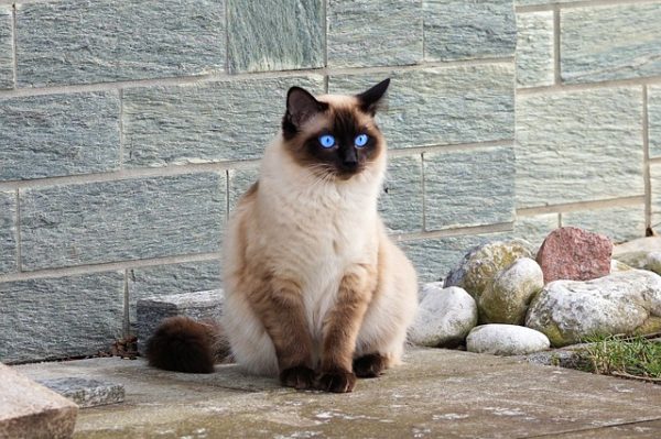 Breed Spotlight - The Siamese Cat - My Pet Pail